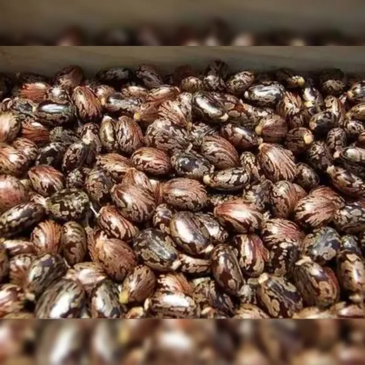 Castor Seed 115 Castor Seed Stock Photos, High Res Pictures, And