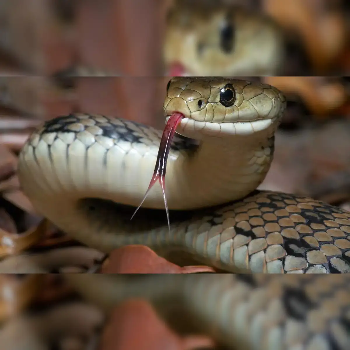 Snake Bites