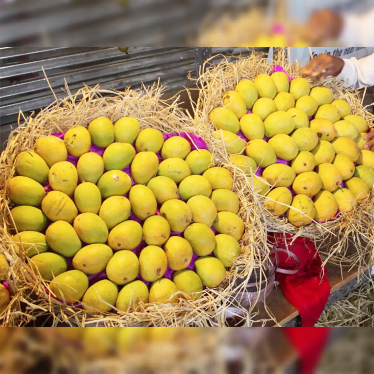 Why Is Alphonso Mango Banned In The Us