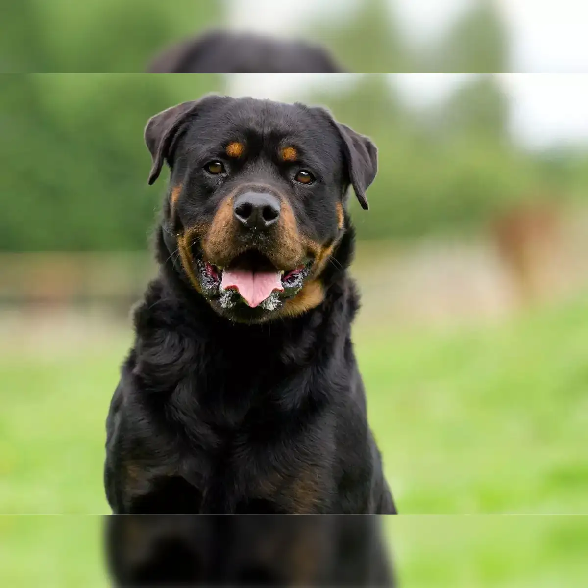 Rode Rottweiler CURRENT LITTERS