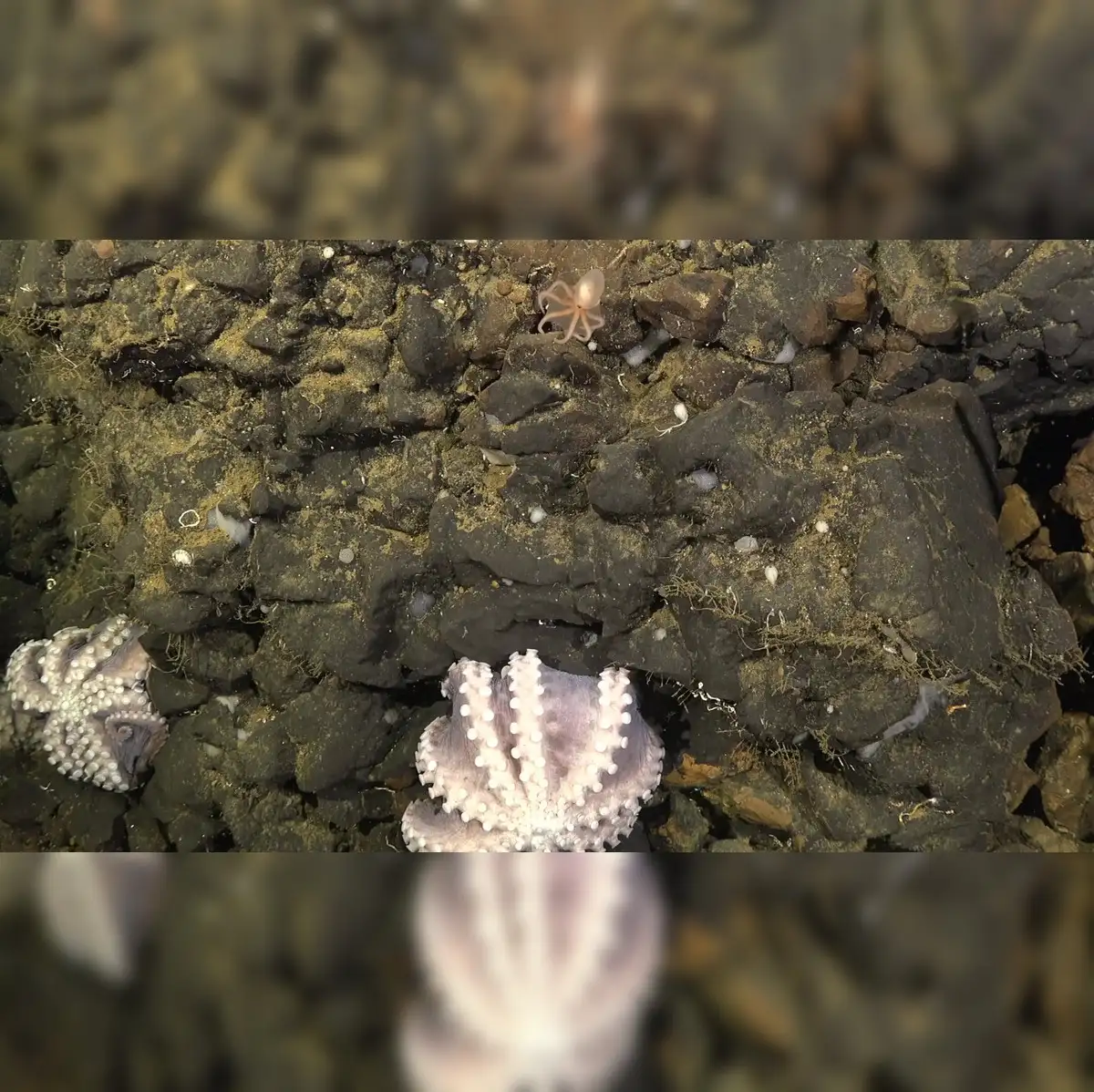 Deep Ocean Octopus New Scientist Deep Sea Discovery Of New Octopus