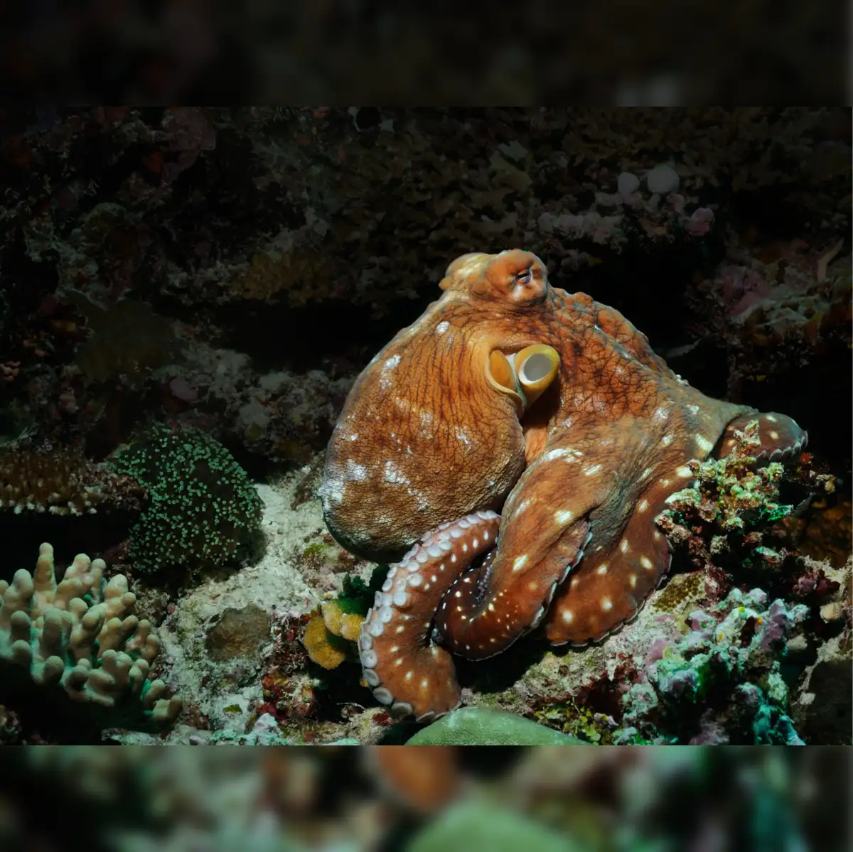 Octopus Great Barrier Reef