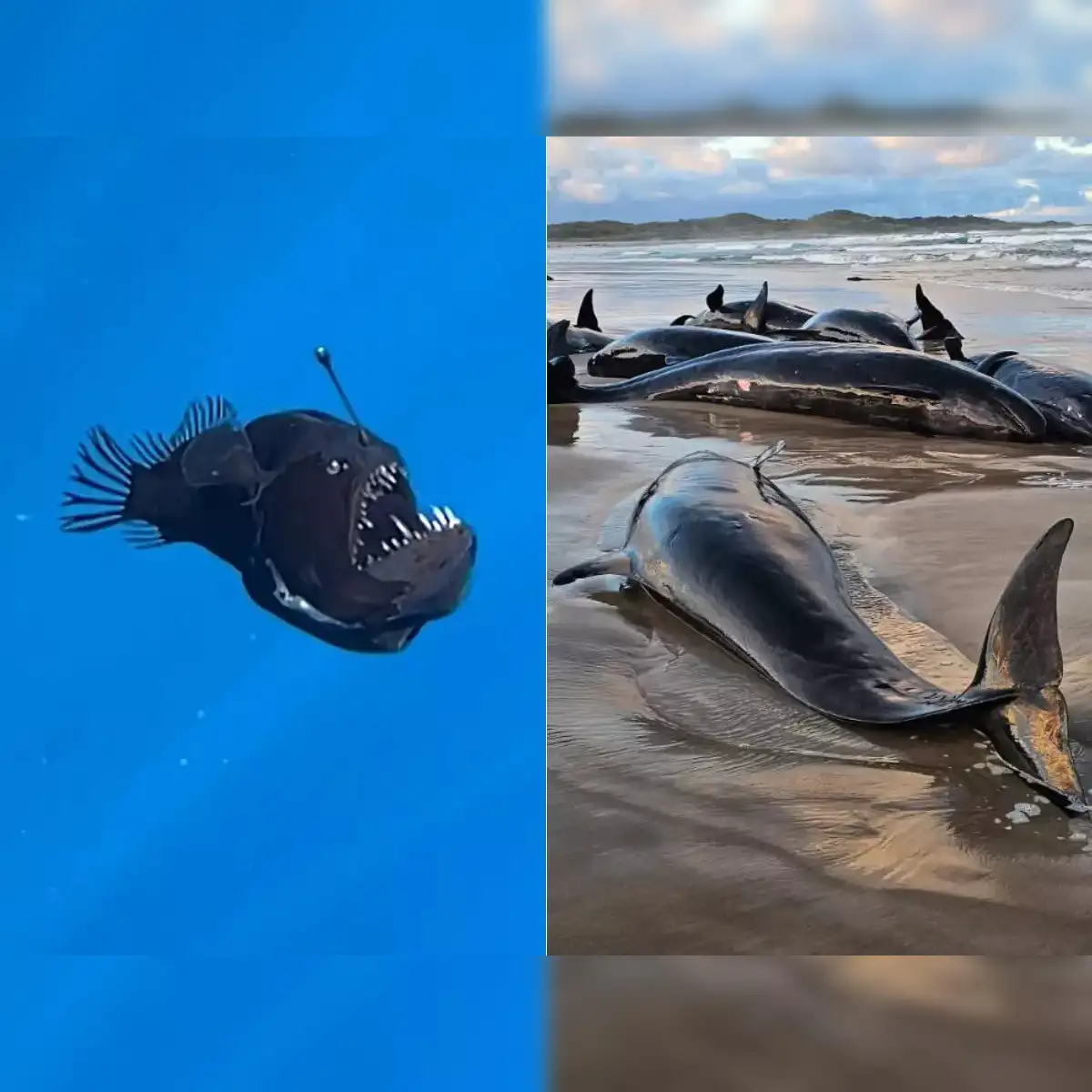 Sea Monster Sightings 2024