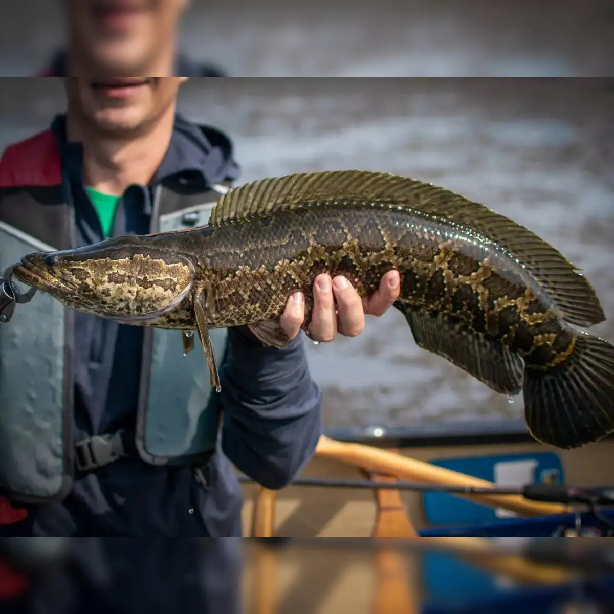 Northern Snakehead Fish On Land Invasive Snakehead Caught In Canton