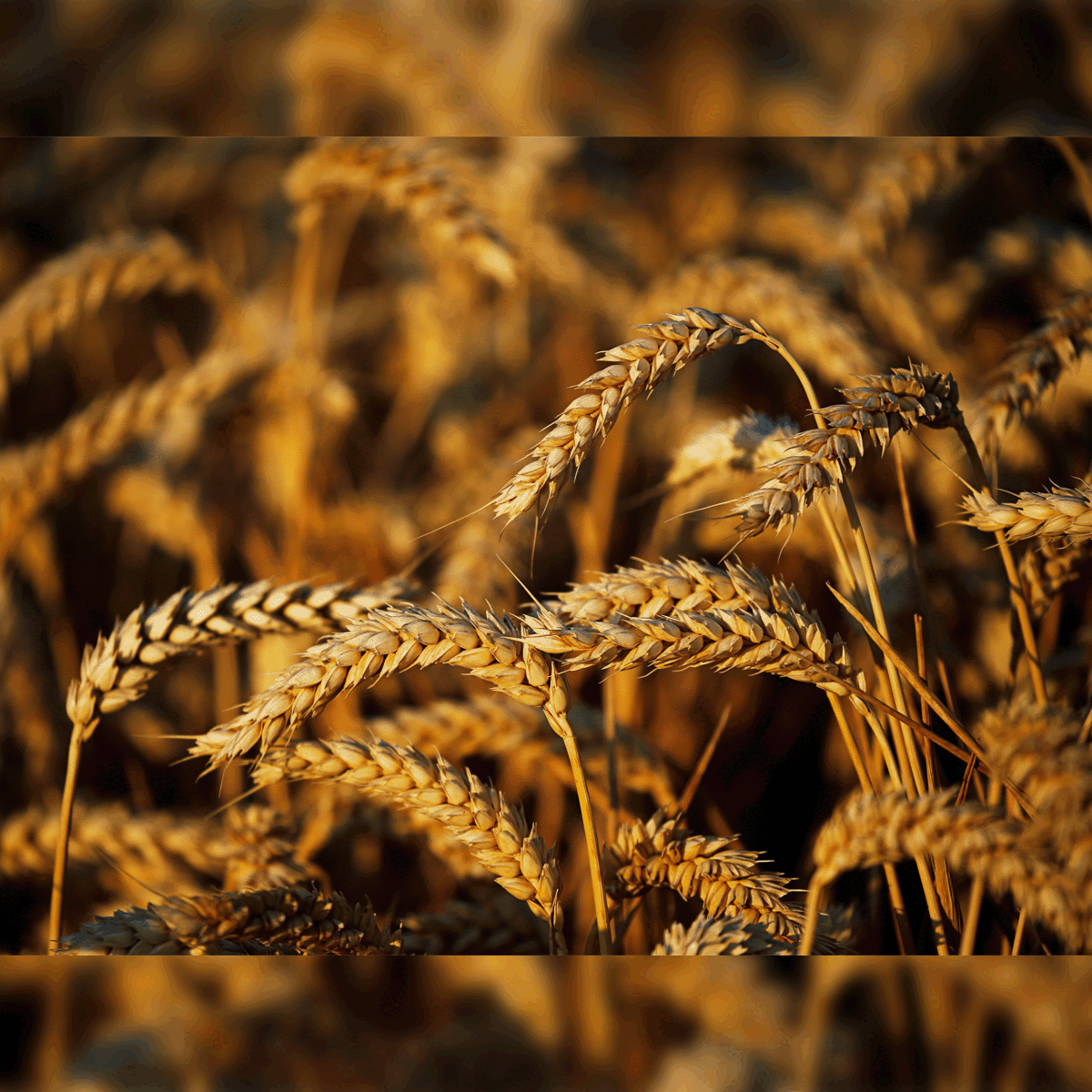 Wheat Crops In India