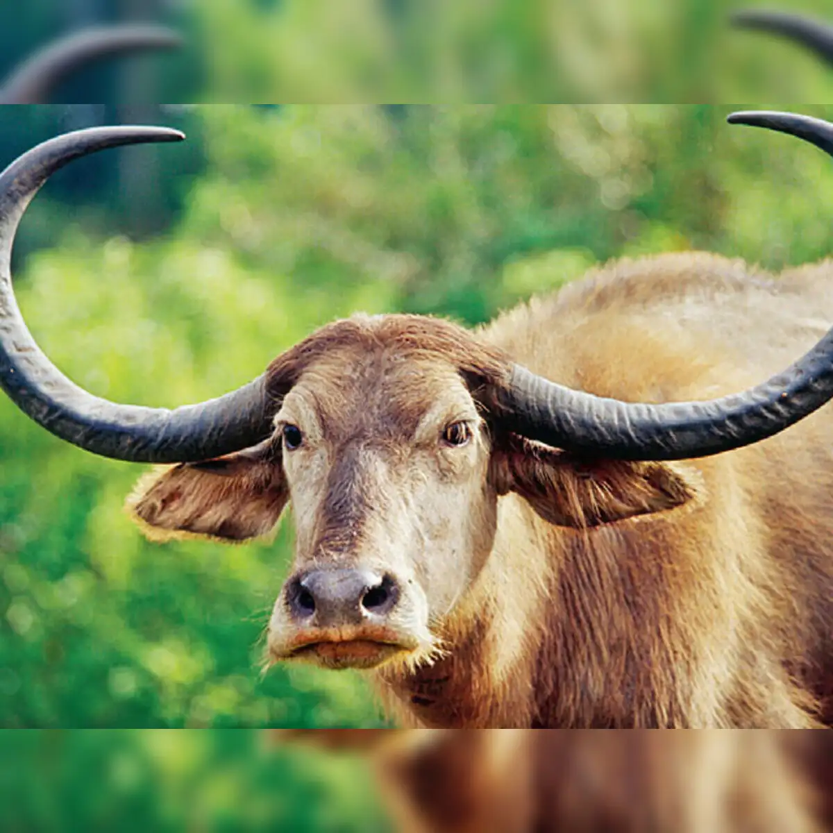 Female Water Buffalo