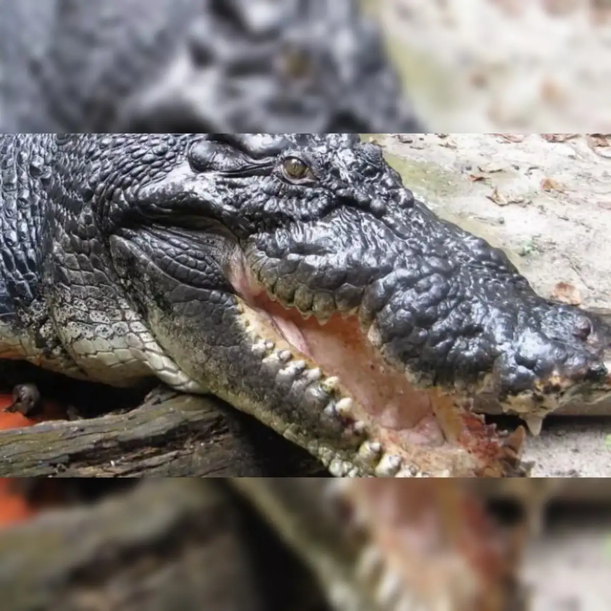 Burt Reynolds Alligator