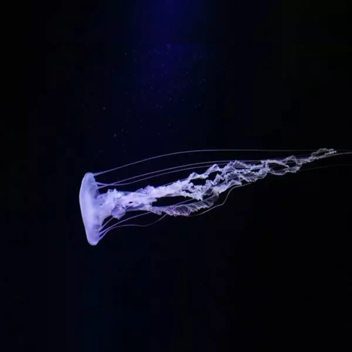 Images Of Box Jelly Fish Question Of The Week: Why Do Box Jellyfish