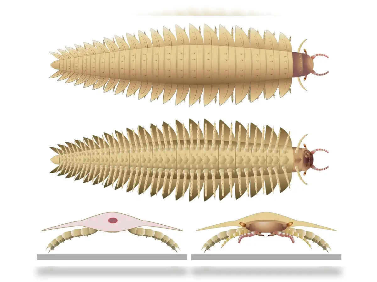 Bug Monster Monster Hunter Rise: Sunbreak Should Give Wirebugs Even
