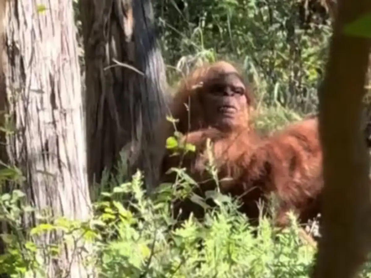 New Sasquatch Evidence Bigfoot's Likely Haunts 'revealed' | New