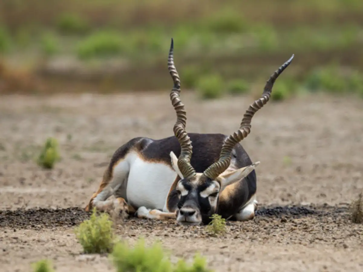 Is Blackbuck Endangered