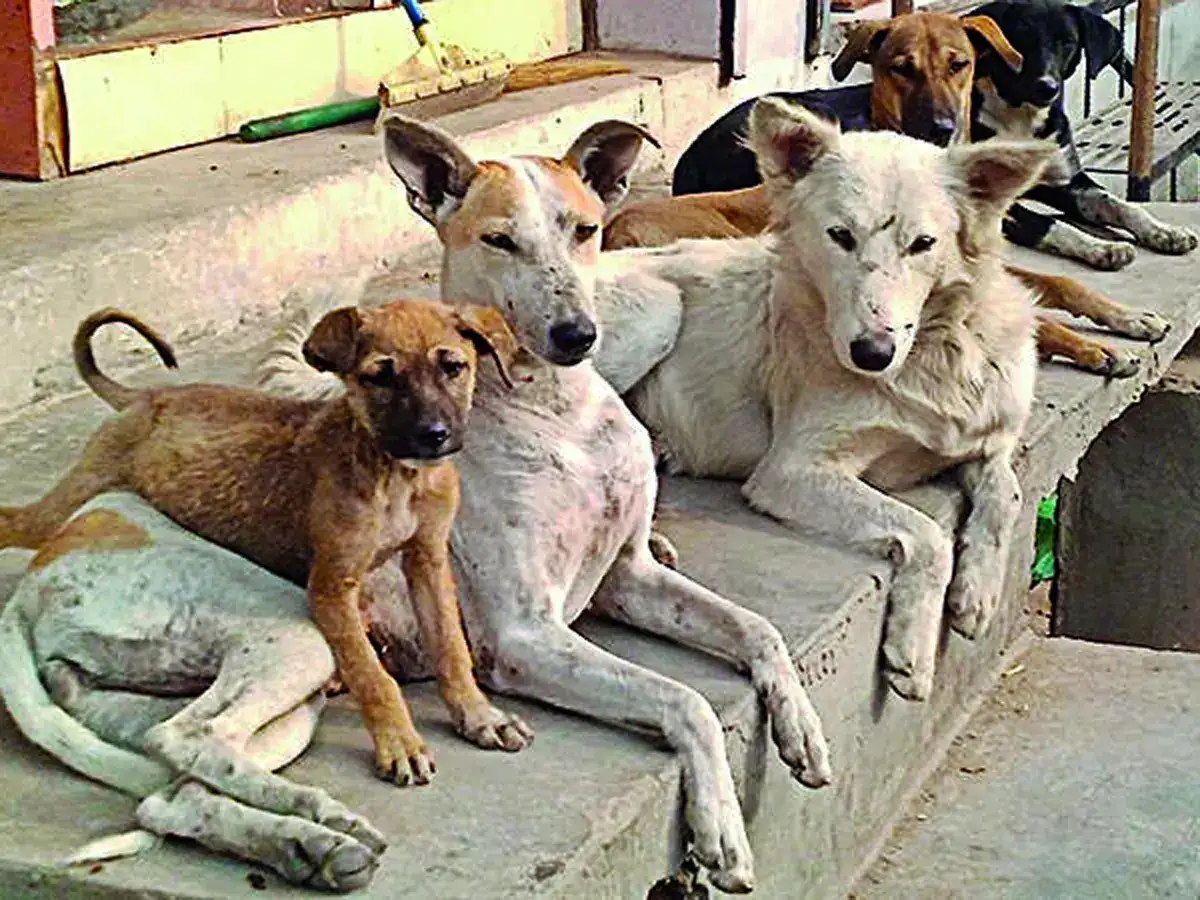 delhi: The pawful ironies of Dogs & Delhi - The Economic Times