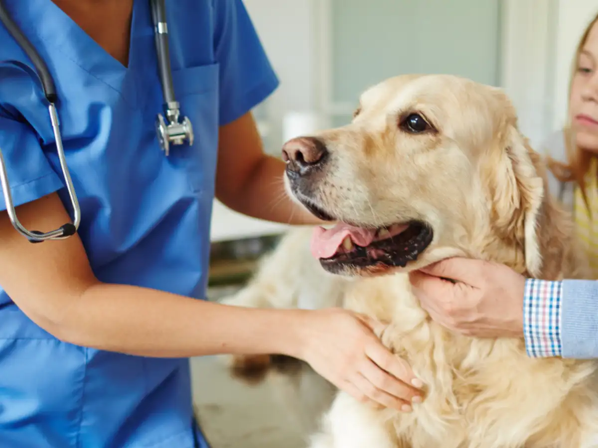 Fluke Worm Symptoms In Dogs