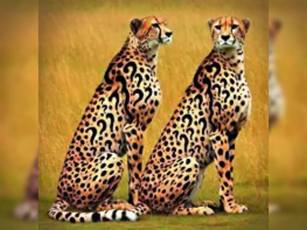 Project Cheetah: Who will change their spots, & how? - The Economic Times