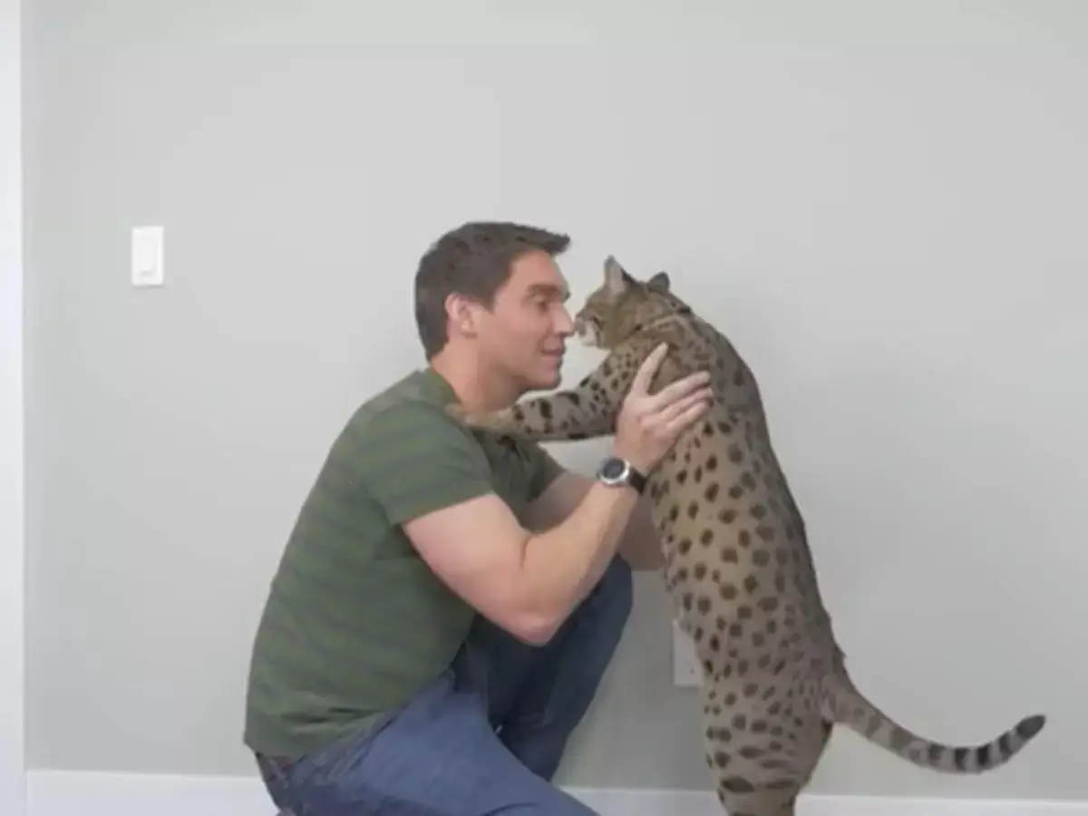 largest cat on record