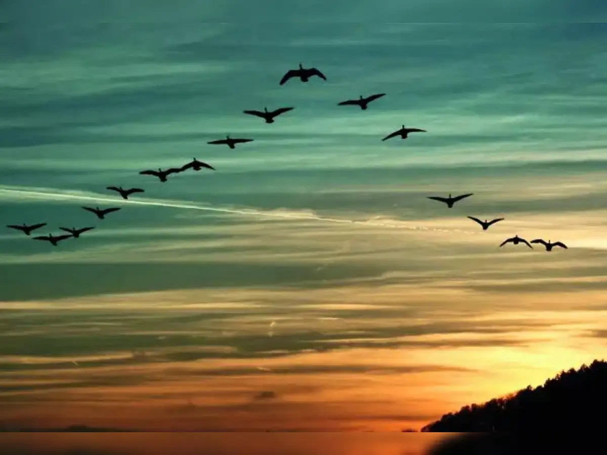 Watching birds fly in formation - The Economic Times
