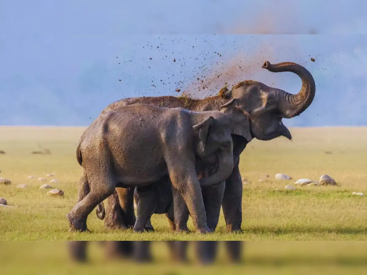Elephant Balls Disease Rescue For Kenya's Orphaned Elephants