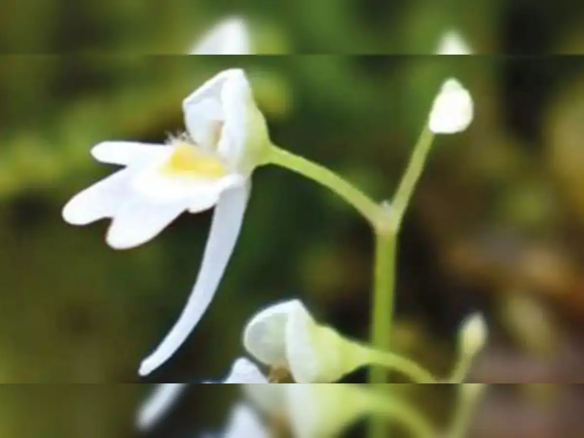 White Fur Plant