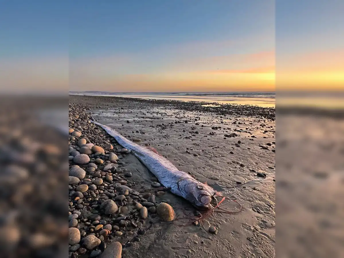 Oarfish Rare 'doomsday Fish' Associated With Impending Disasters