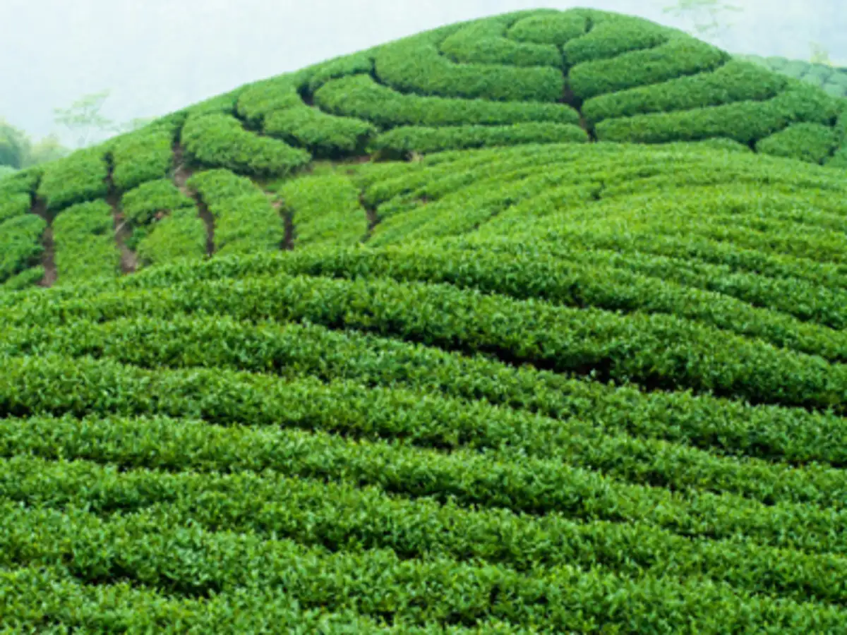 United Bank of India to launch tea credit card for tea growers - The ...