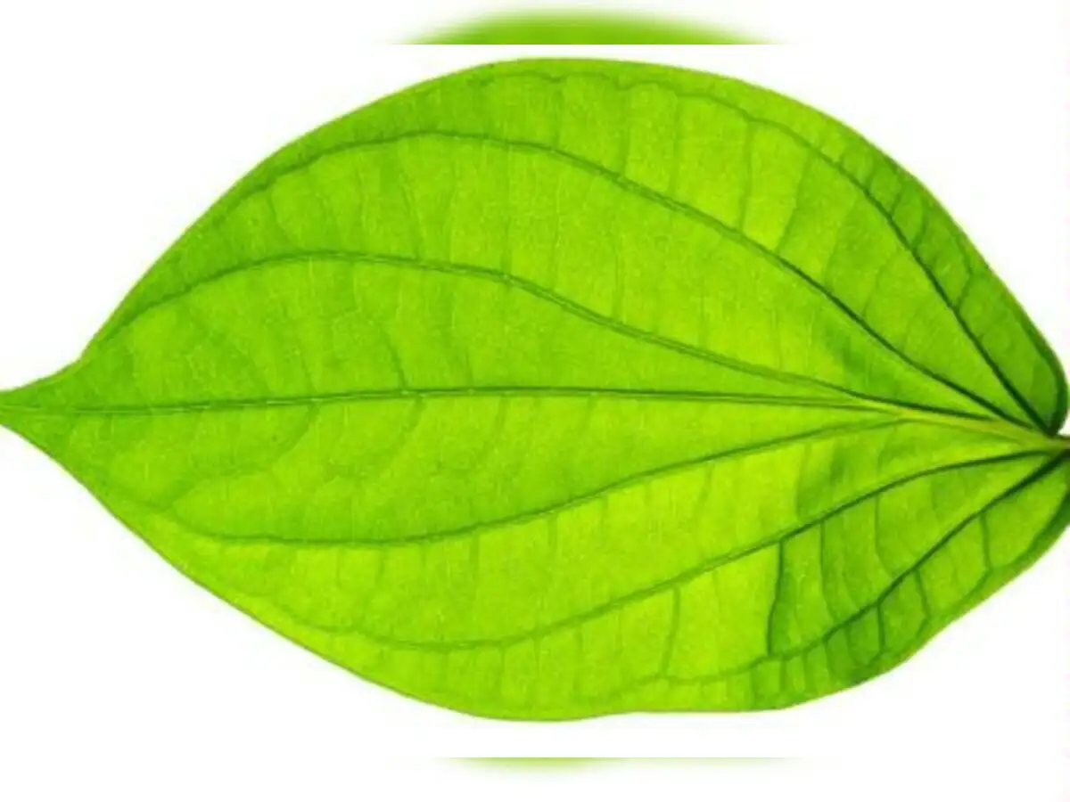 New software to calculate leaf area from digital images - The Economic ...