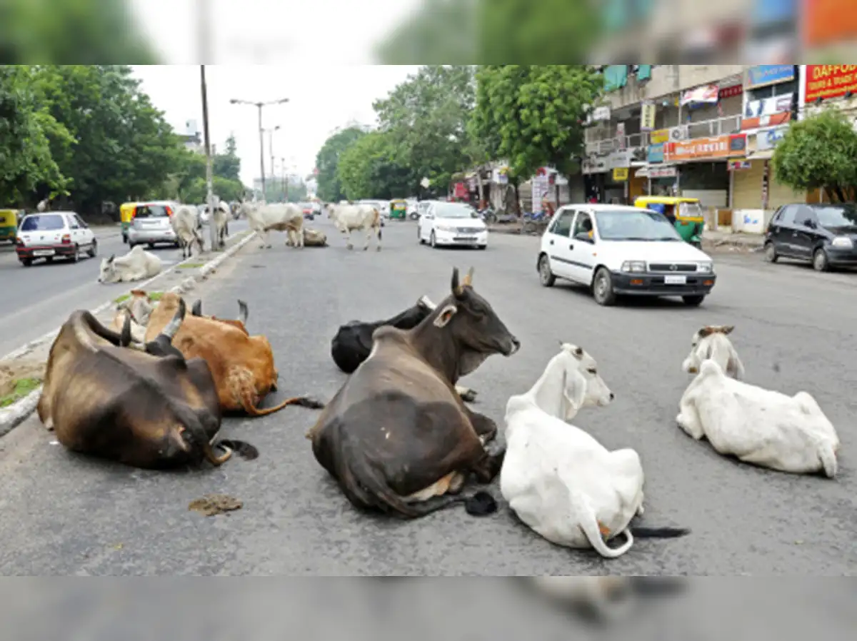 Cow cess to be levied in Punjab soon - The Economic Times