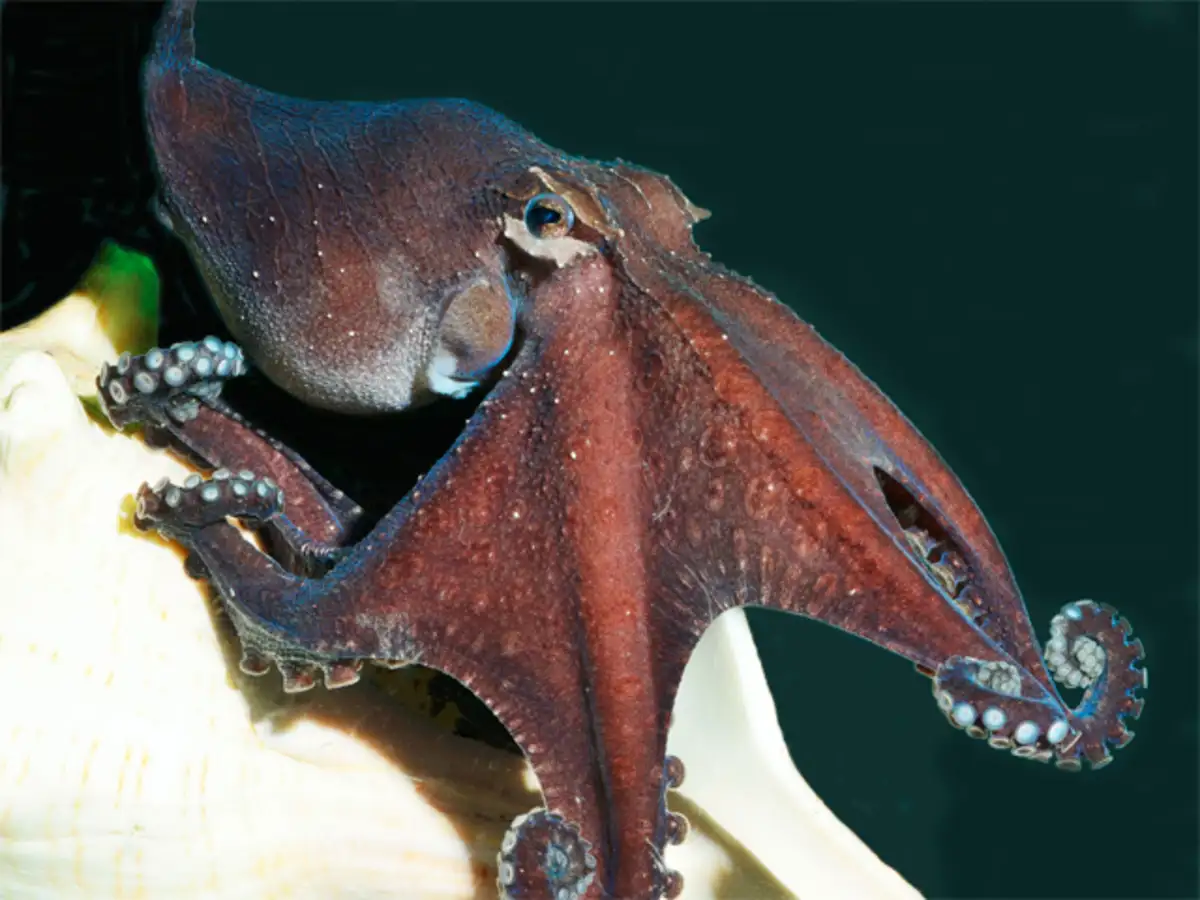 Alien Octopus