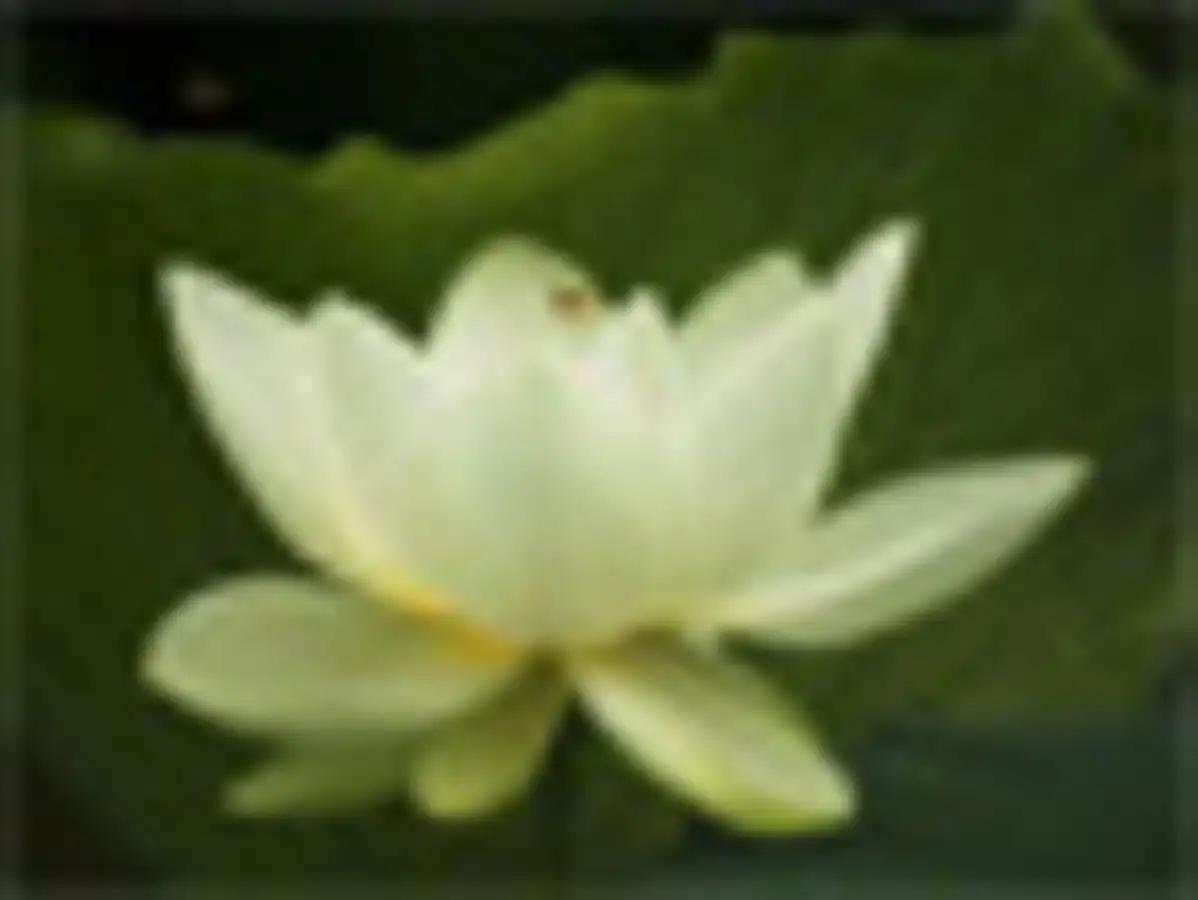 Flying flower - The Economic Times