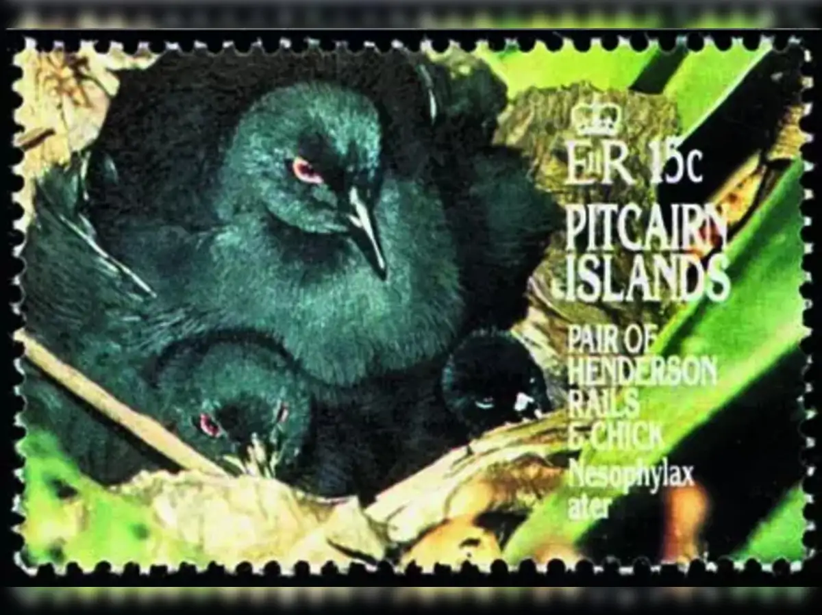 Catch up with south Pacific rat-catchers - The Economic Times