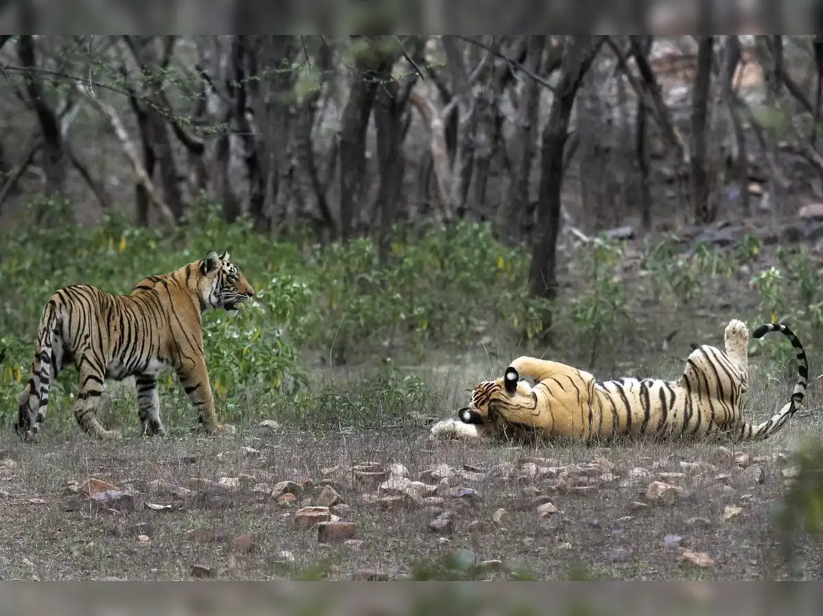Tiger population is an indicator of the ecosystem's wellbeing - The ...