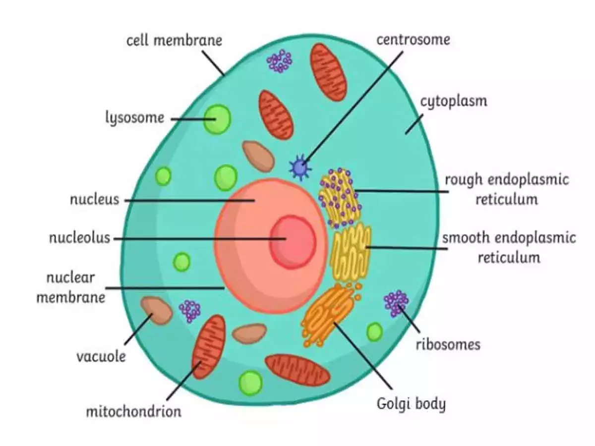 Lysosome Structure Diagram Human Body Cell: Human Body Cell Structure