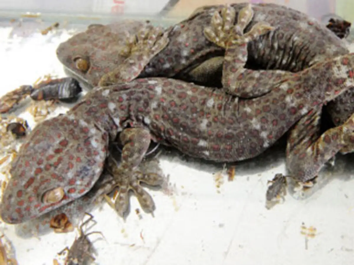 Russia's odd space endeavour to study the effects of weightlessness on ...