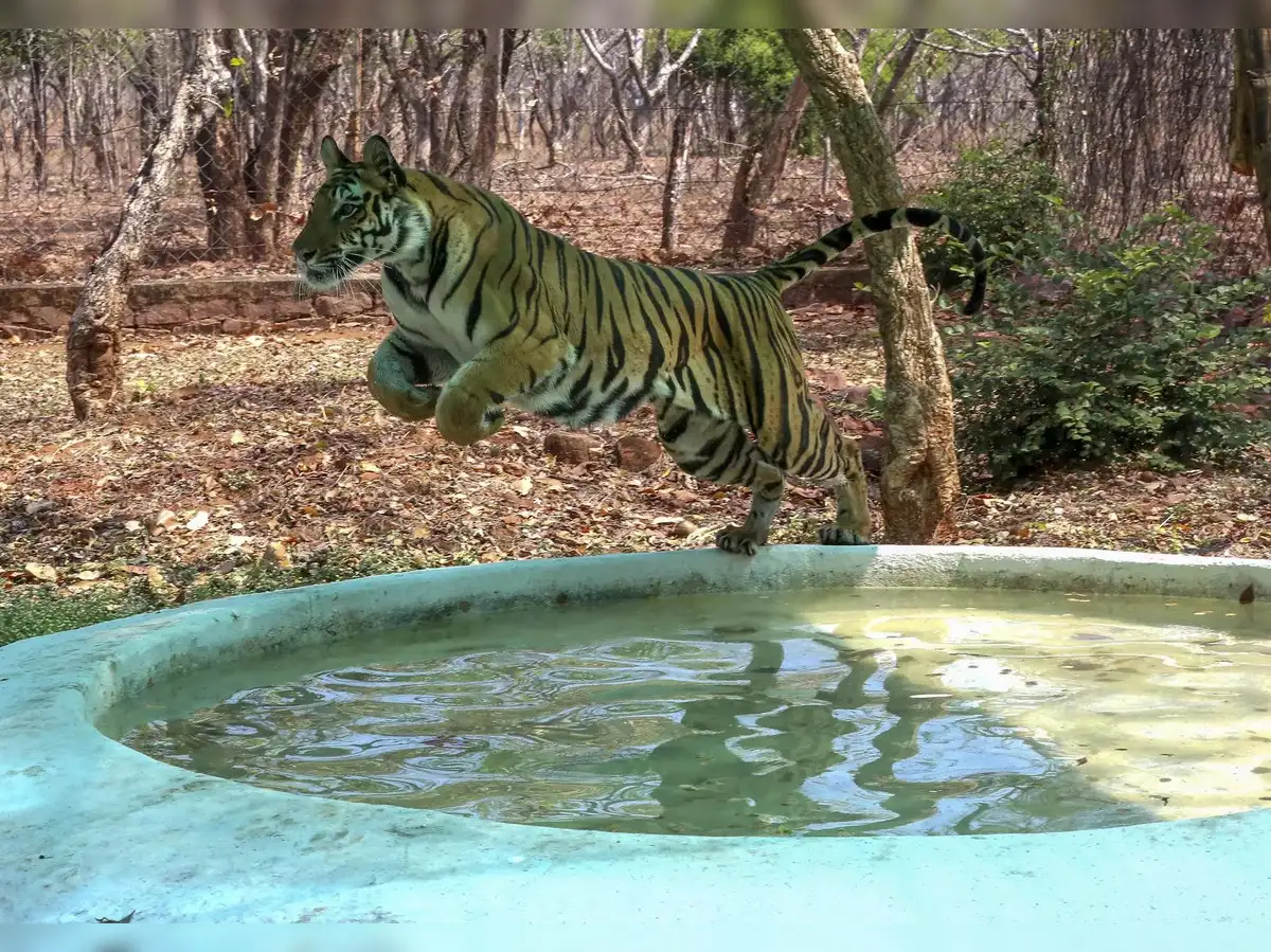 A 5-point agenda to make India's 50-year-old Project Tiger take the ...