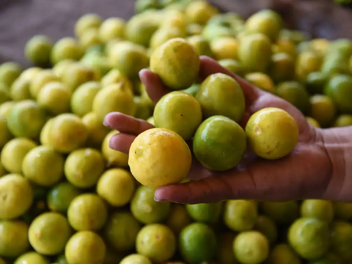 lemon prices: View: The lemon is dead. Long live the lemon - The ...