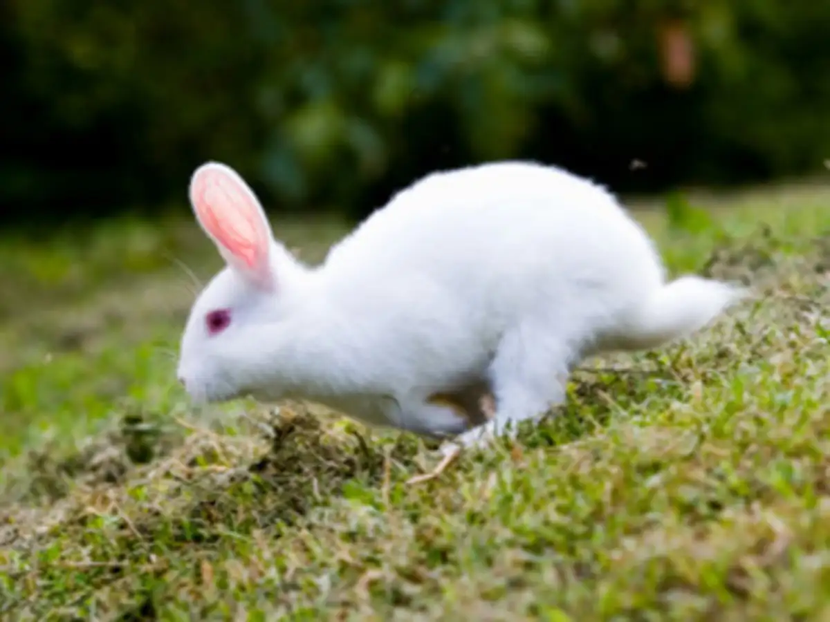 Rabbit running - The Economic Times