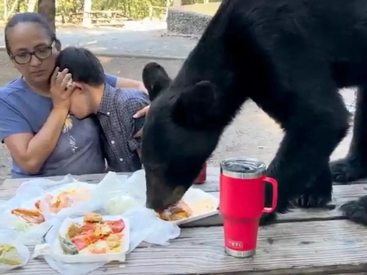bear feast