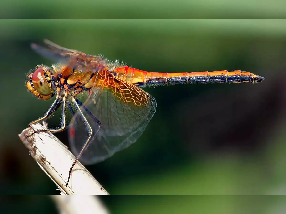 Dragonflies spy with their eyes humans - The Economic Times