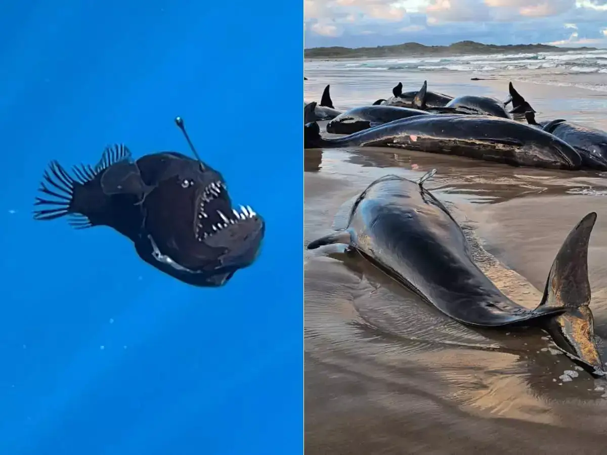 Unexplained Sea Creatures 4,000+ Mysterious Sea Creatures Stock