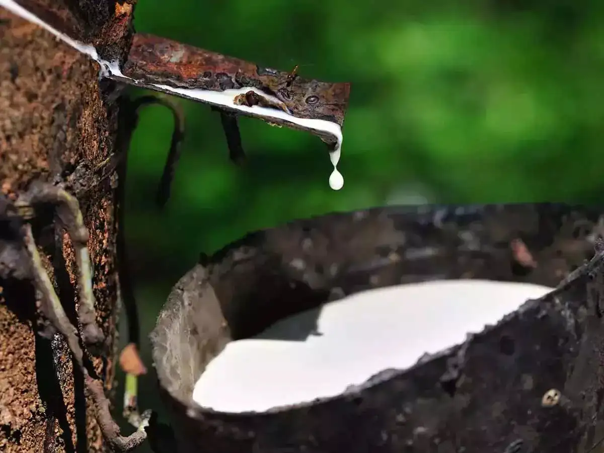 Rubber production in india store