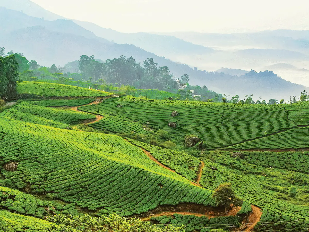 Holidaying in Assam: What are the tourist attractions, costs involved ...