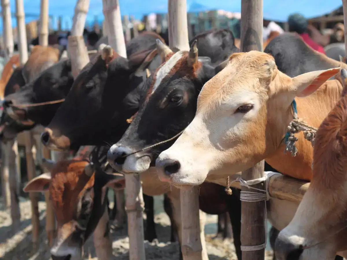 Brazil Cows Examining The New Sustainable Beef Production