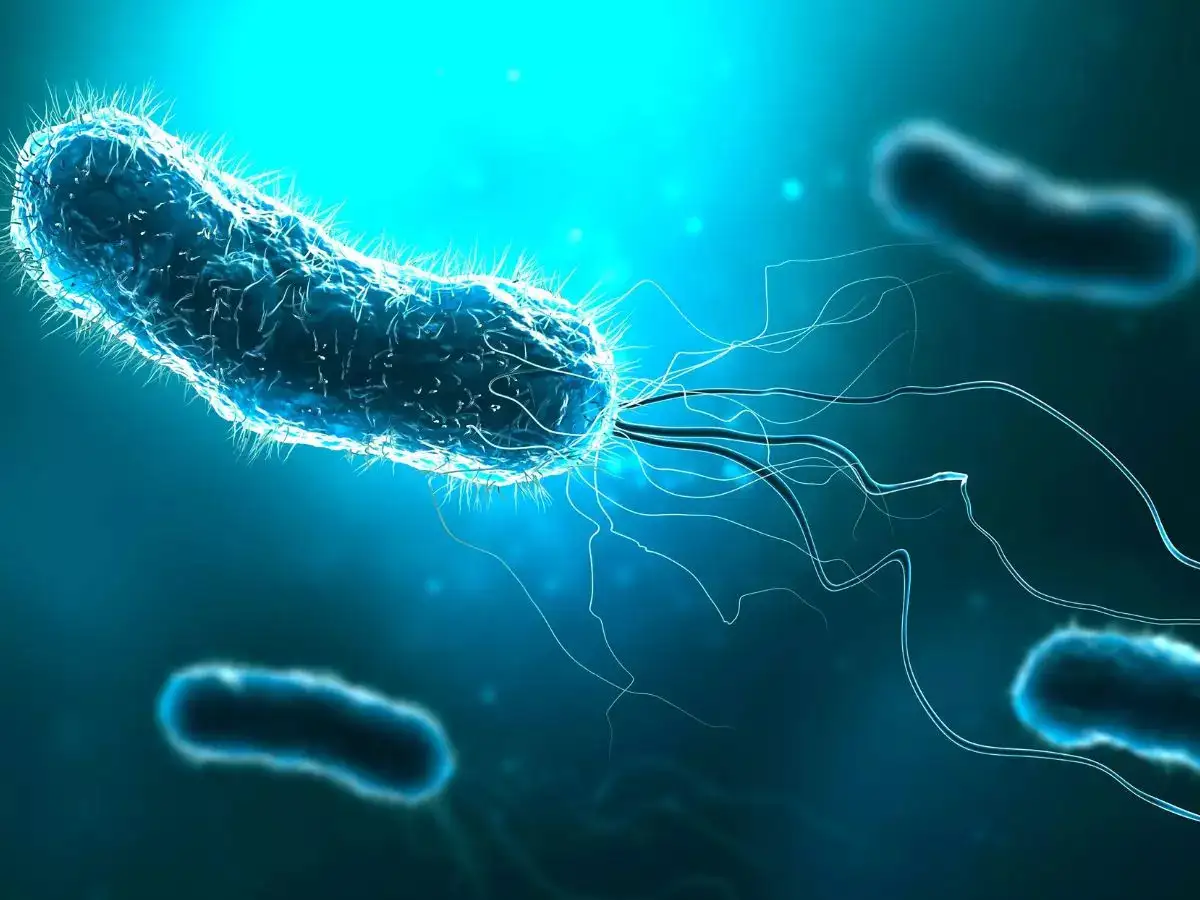 Strep Throat Bacteria Under Microscope