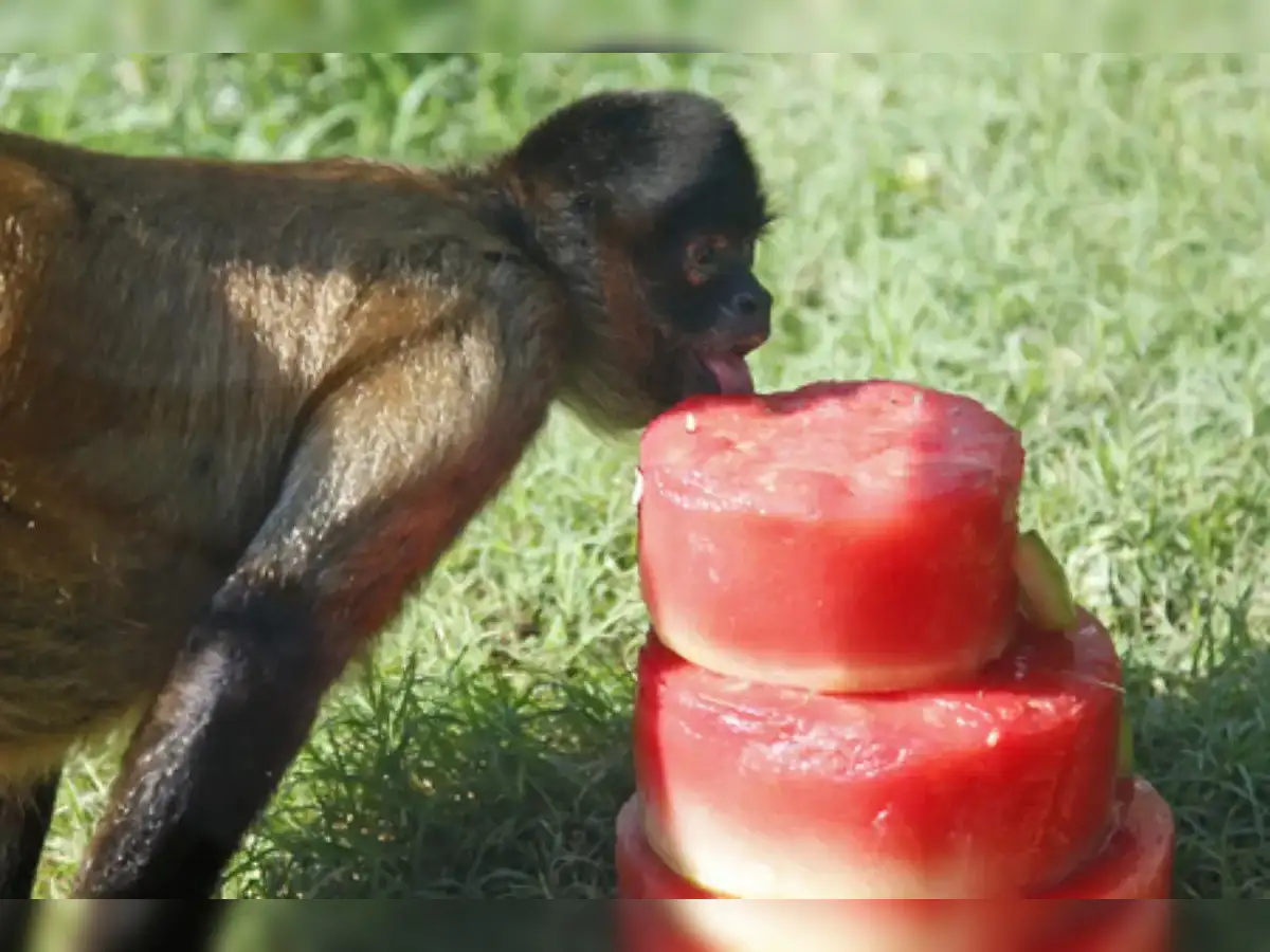 Spider Monkeys Eating