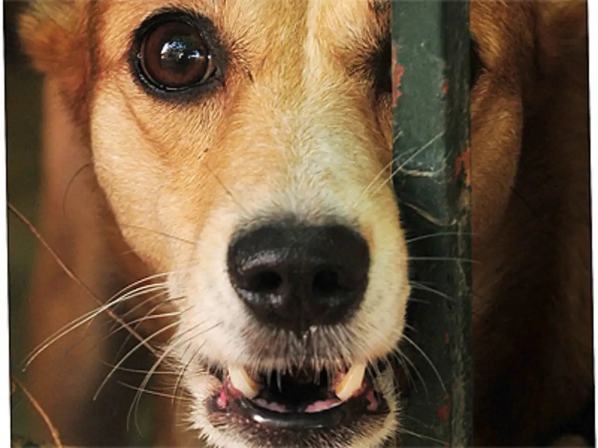 Delhi municipal authorities plan to rope in stray dogs for security ...
