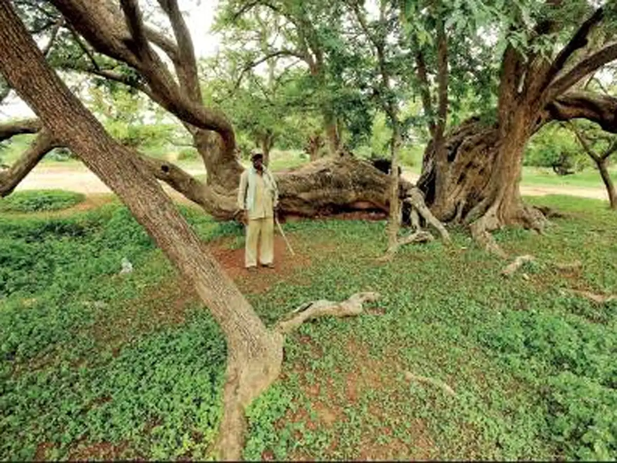 Tamarind Tree Quotes