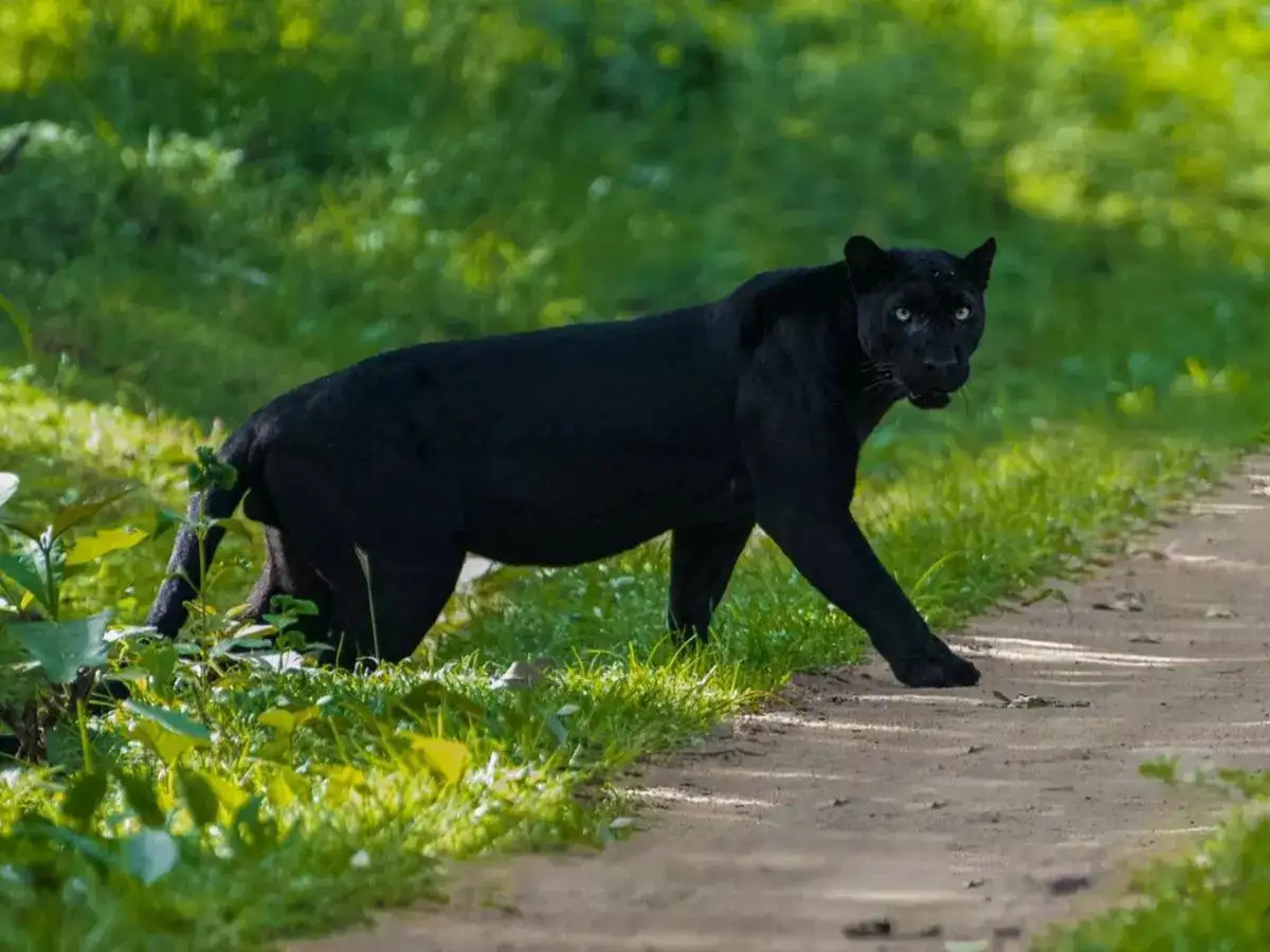 What Do A Black Panther Look Like In Real Life Video - Infoupdate.org