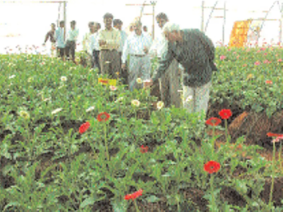Gerbera Flower Cultivation In Polyhouse | Best Flower Site