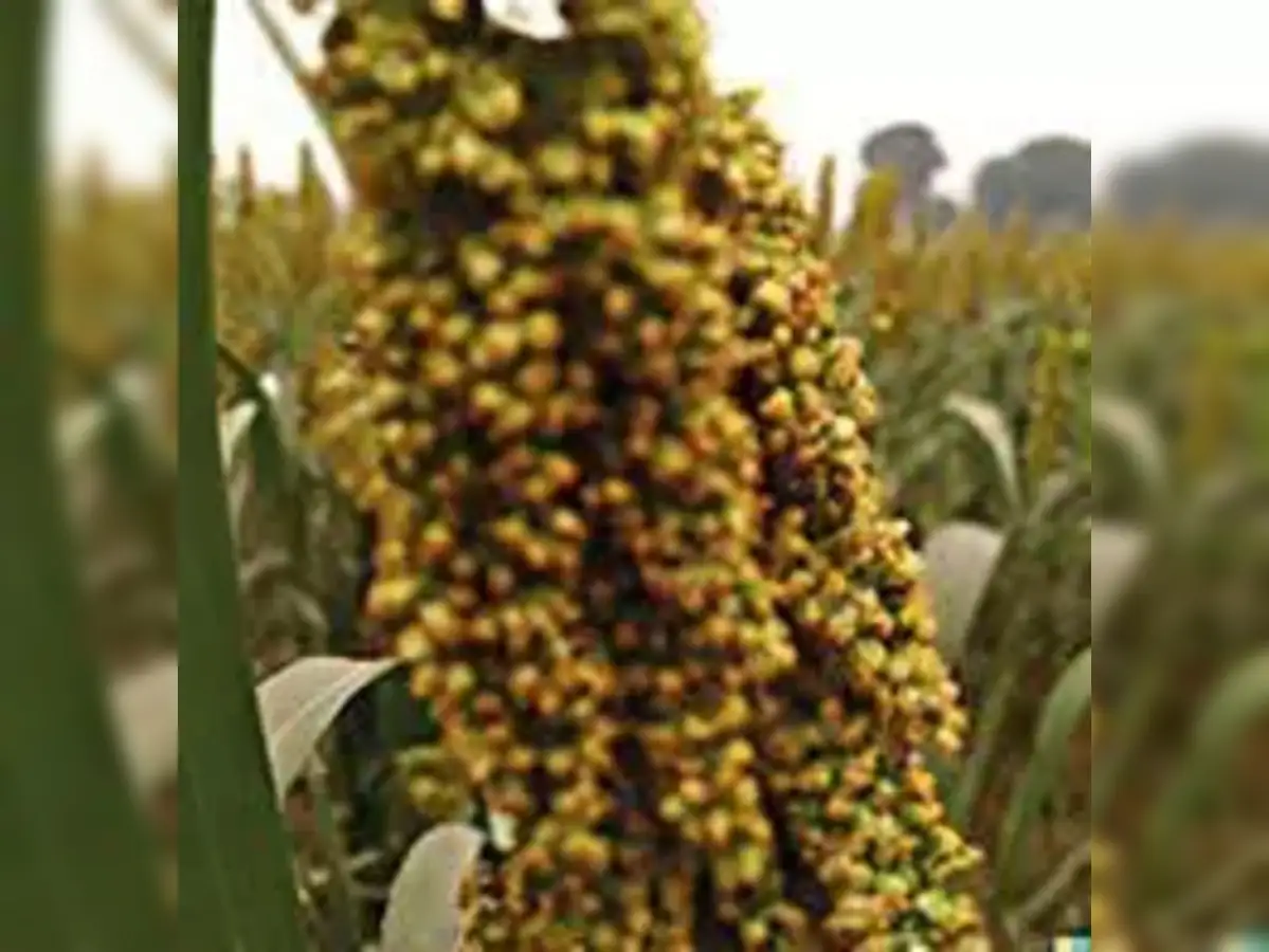 millets: Push millet demand, tweak grain subsidies - The Economic Times