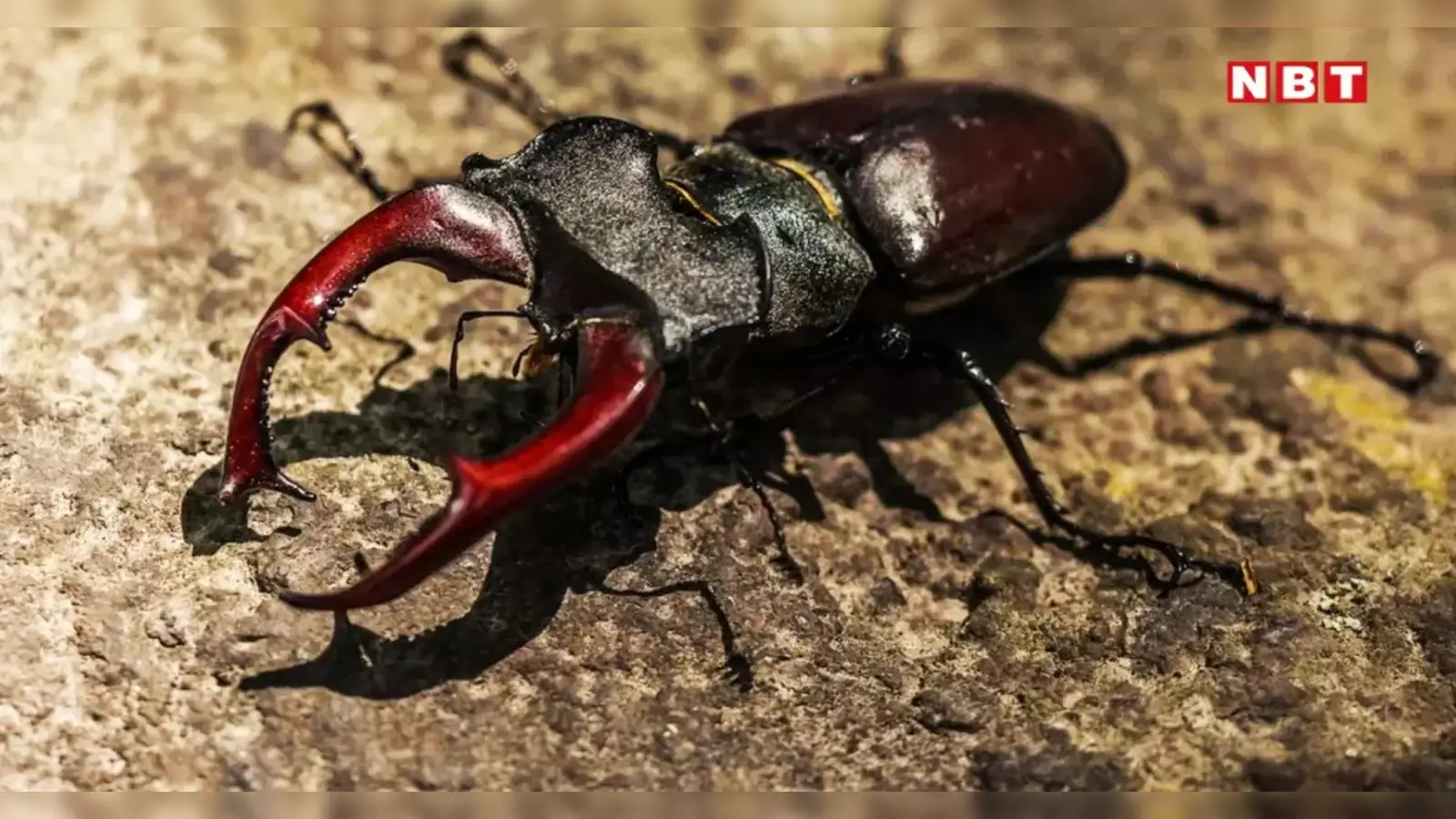 most interesting beetles