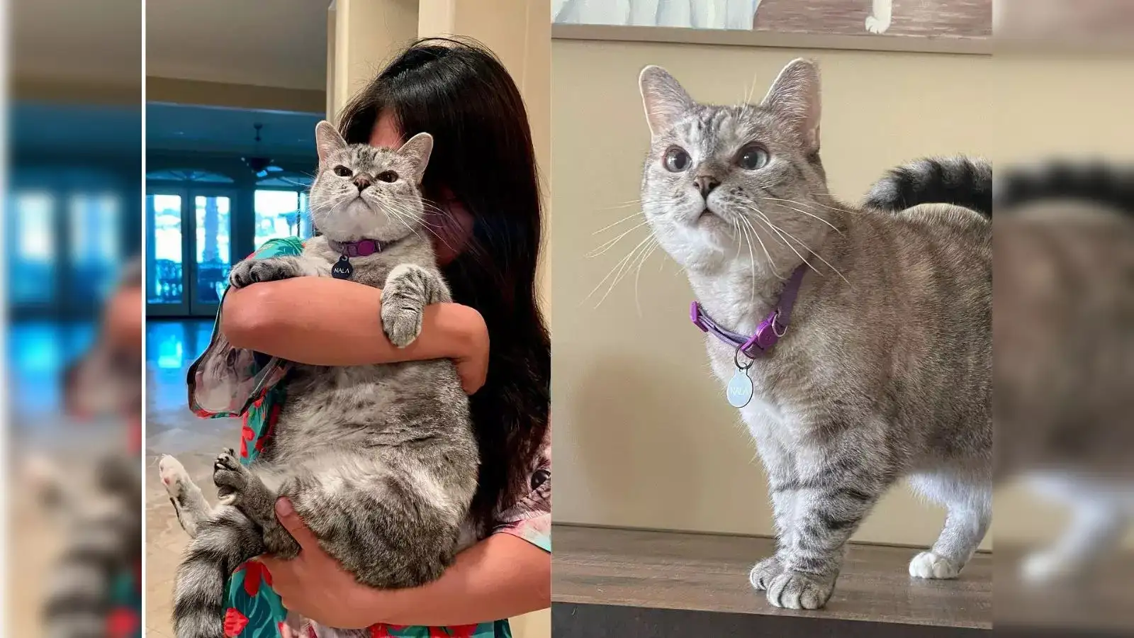 Nala Cat Phone Case White Coffee Cat Merch – Nala Cat